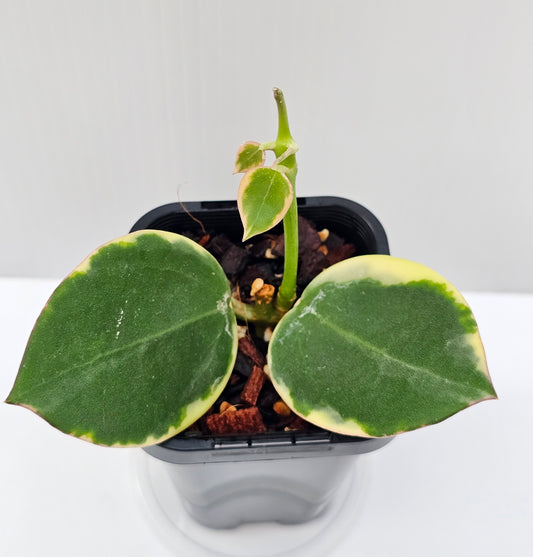 The Happy Hoya